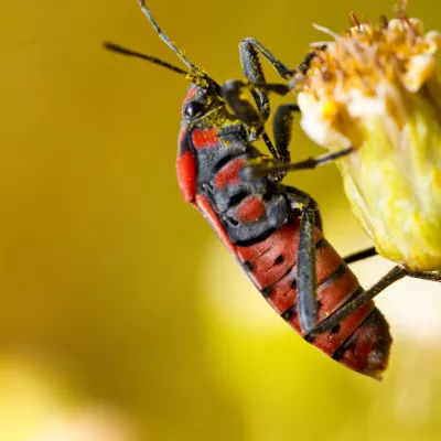 Lawn Insects | Herbi-Systems