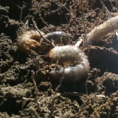 Lawn Insects | Herbi-Systems