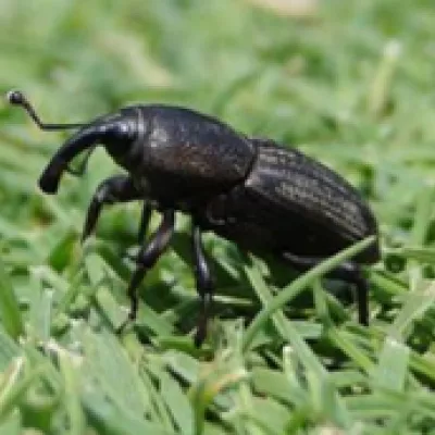 Lawn Insects | Herbi-Systems