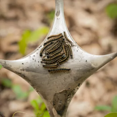 Lawn Insects | Herbi-Systems